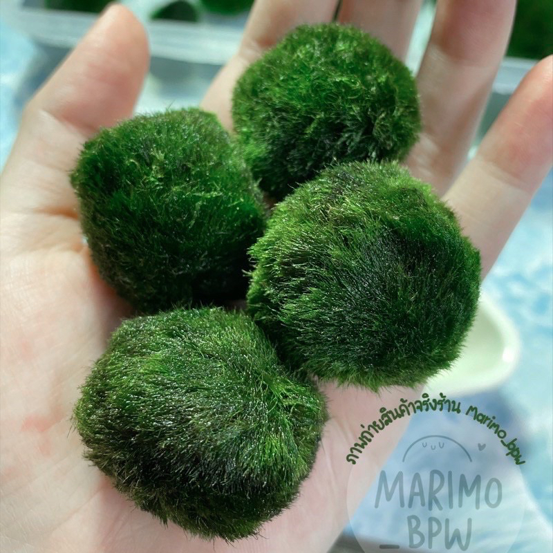 มาริโมะแท้ 💯 [พร้อมส่ง] ขนาด 2-4.5 cm สายพันธุ์ยุโรป | Shopee Thailand