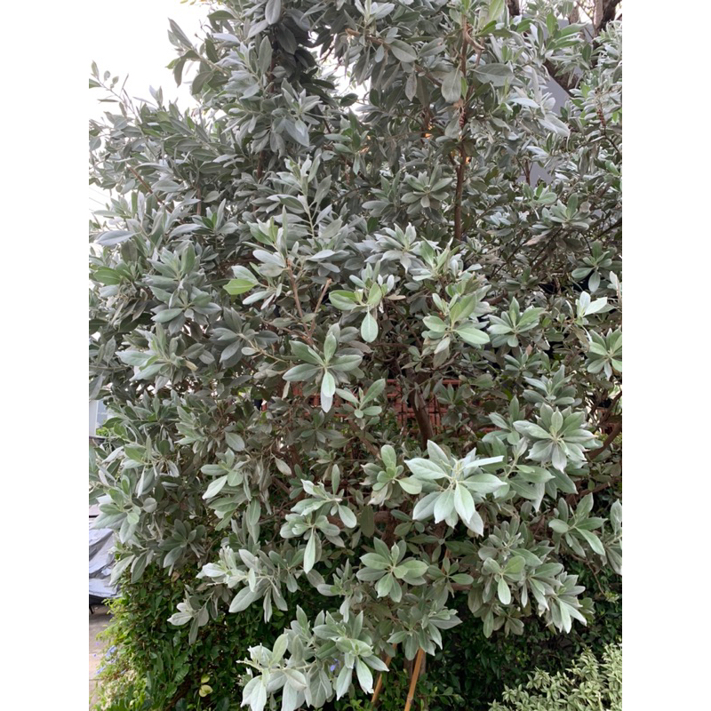 ต้นกระดุมไม้ใบเงิน Silver boston ไม้มงคล ร้านต้นไม้Patsorntree | Shopee ...