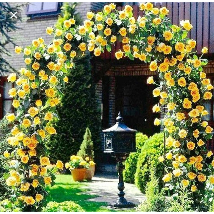 เมล็ดพันธุ์ กุหลาบเลื้อย กุหลาบ สีเหลือง 20 เมล็ด Yellow Rose Seed ...