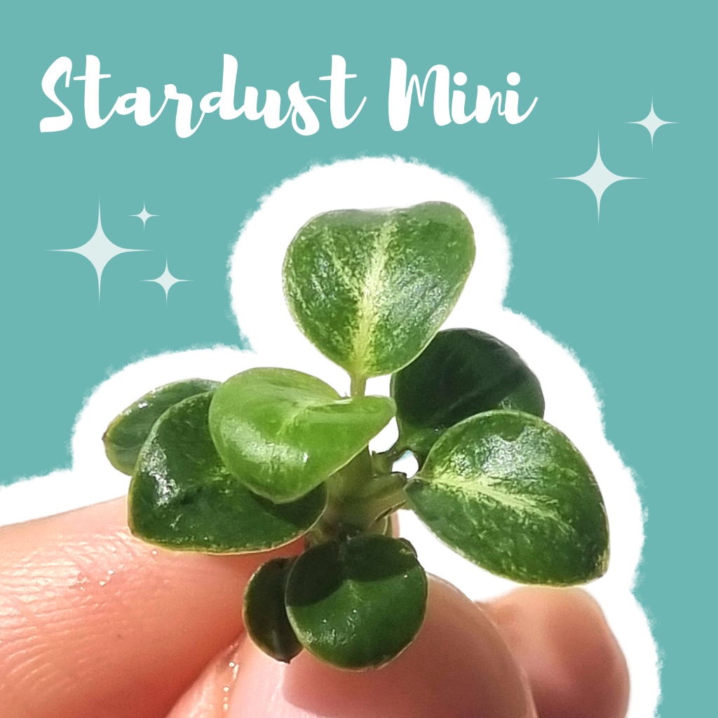 อนูเบียส สตาร์ดัส มินิ-ไจเอ้นท์ ไม้น้ำหายาก - Anubias Stardust Mini | Shopee Thailand