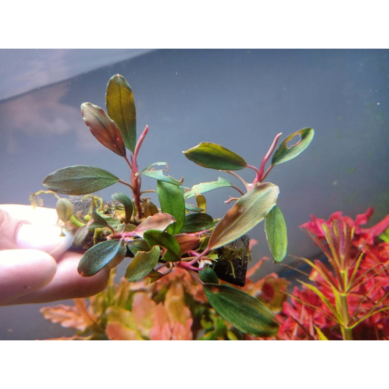 🎉พร้อมส่ง🎉Bucephalandra Red Metallic ต้นไม้น้ำ ไม้น้ำ บ้านไม้น้ำพรรณนา ...