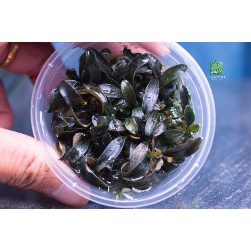 บูเซป บราวนี่ โกส (Bucep brownie ghost) ต้นไม้น้ำ เพาะเนื้อเยื่อ ...