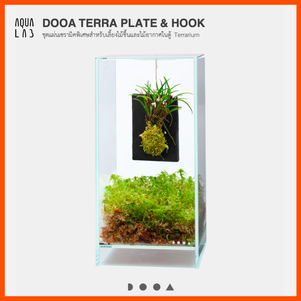 DOOA TERRA PLATE & HOOK ชุดแผ่นเซรามิคพิเศษสำหรับเลี้ยงไม้ชื้นและไม้ ...