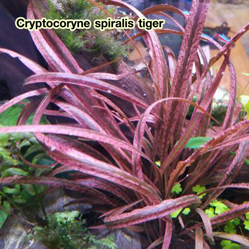 คริป Cryptocoryne spiralis tiger พร้อมปลูกต้นไม้น้ำ ต้นไม้น้ำตกแต่งตู้ปลา ***กรุณาอ่านรายละเอียด ...