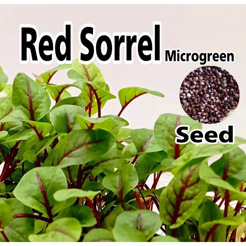 Red sorrel ซอเรลเส้นใบแดง 50-100 เมล็ด ไมโครกรีน | Shopee Thailand