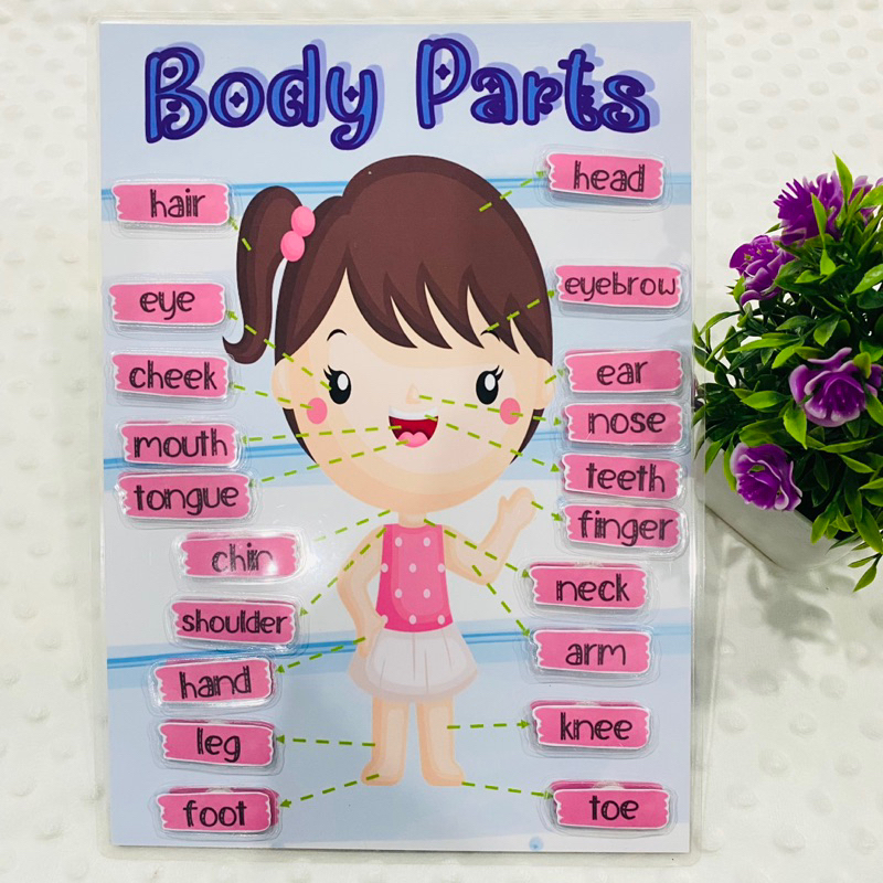 Body Parts In Thailand _ Complete Guide on Human Anatomy with Parts ...