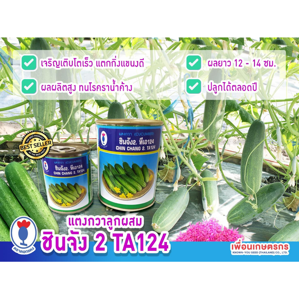 เมล็ดแตงกวา TA124 ผลสีเขียวเข้ม ความยาวผล 12-14 ซม. น้ำหนักผล 80-110 กรัม โตเร็ว ผลผลิตสูง ...