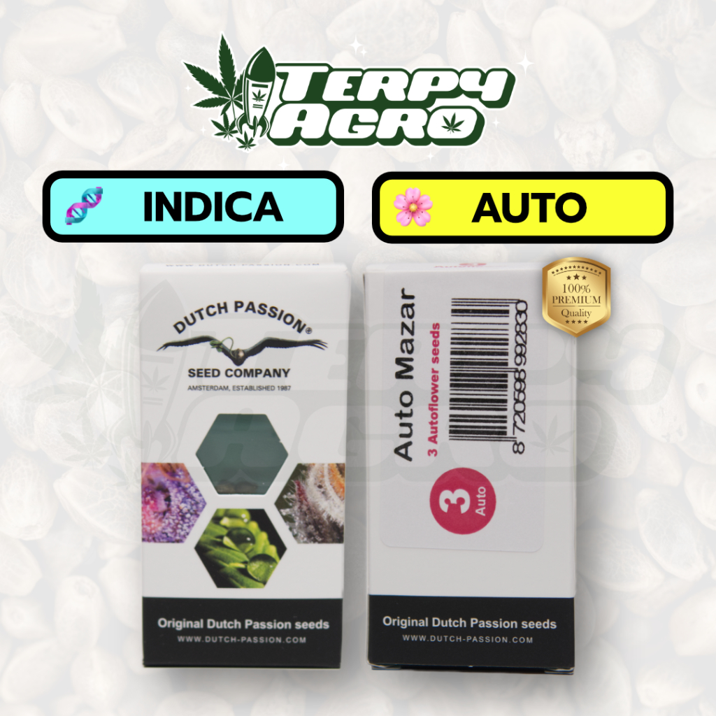 Auto Mazar - Dutch Passion เมล็ด กัญชา นำเข้าแท้100% เมล็ดเพศเมีย ...