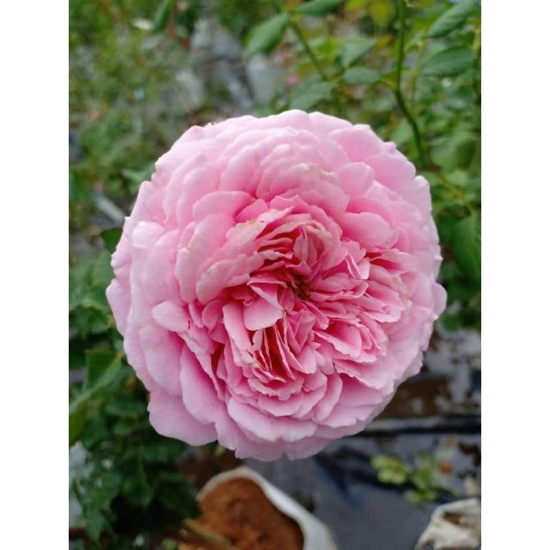 กุหลาบสปิริต ออฟ ฟรีดอม (Spirit of freedom Rose) | Shopee Thailand