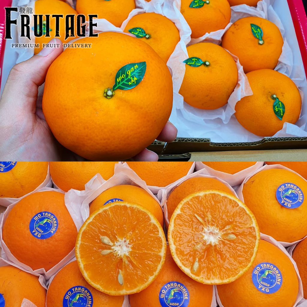(1ลูก-ไซส์L) ส้มแมนดาริน ยี่ห้อทั่วไป Mandarin Orange (TAIWAN) Fresh ...