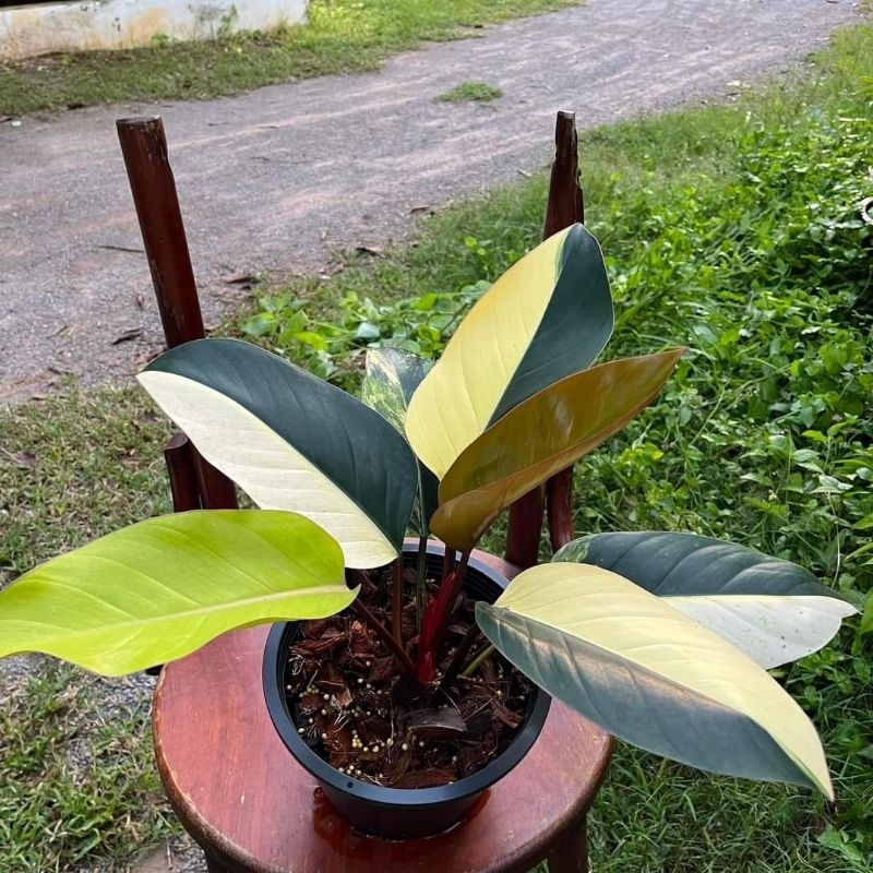 เยลโล่คองโกด่าง (Yellow Congo var) ไม้เนื้อเยื่อคัดด่างสวยๆ ต้นแข็งแรง ...