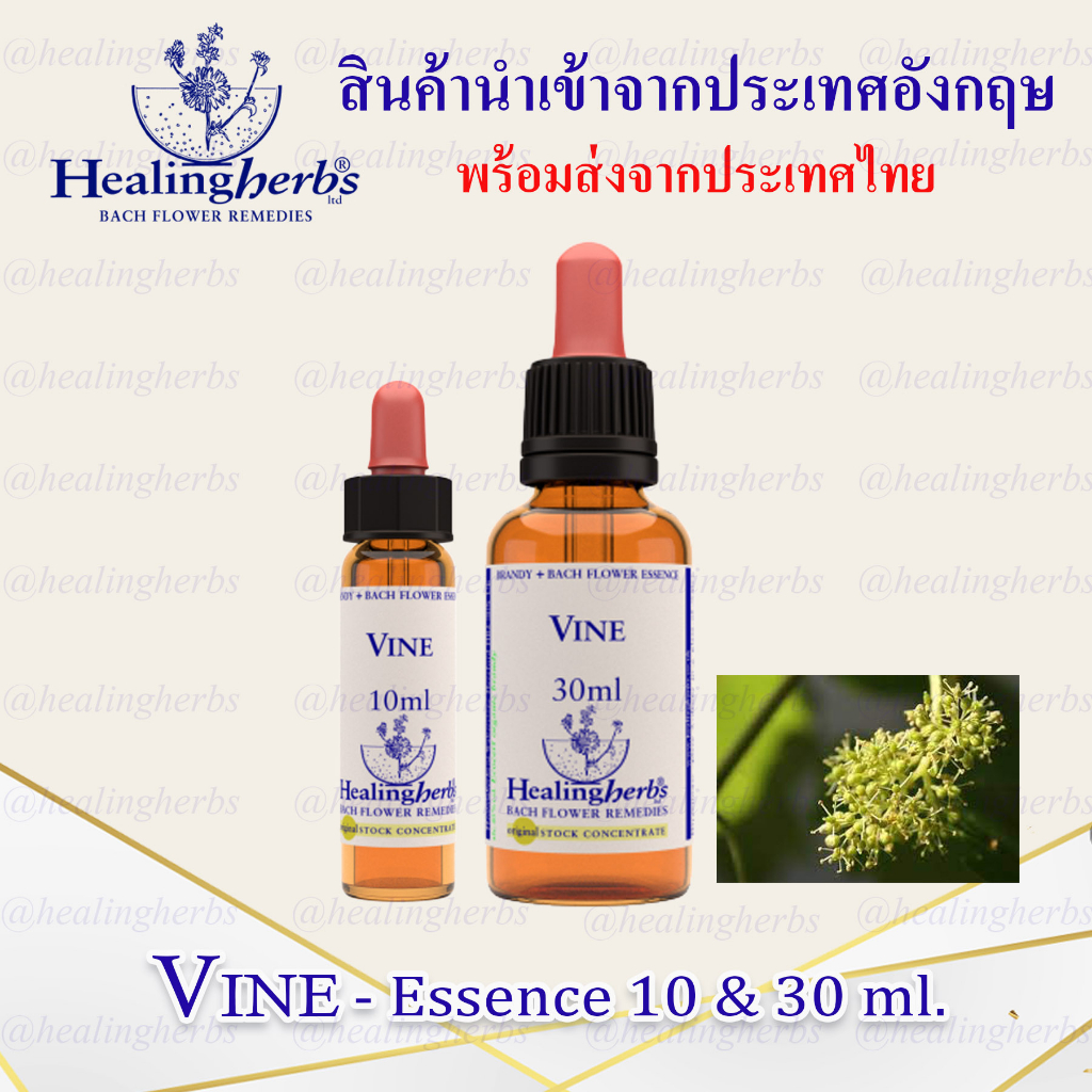 (Vine) Bach Flower Essence (droppler) ขนาด 10 ml. หรือ 30 ml. ของแท้ 100% ***พร้อมส่งในไทย ...