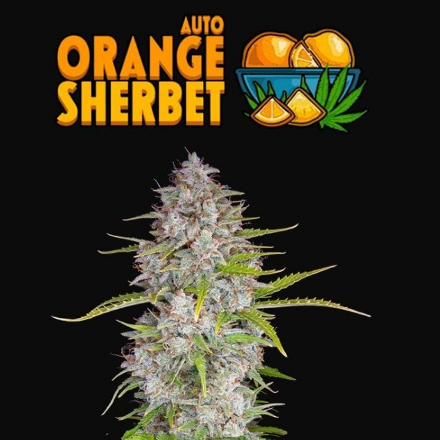 เมล็ดพันธุ์ Orange Sherbet (Auto) Fast Buds 420 (แพ็คเกจค่ายแท้ ... เมล็ดพันธุ์ Orange Sherbet (Auto) Fast Buds 420 (แพ็คเกจค่ายแท้ ...