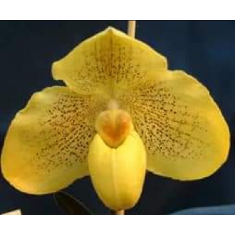 Paph.concolor'591' x Paph.kiryu'54-01' ขนาดที่ขายเป็นกระถาง 2 นิ้ว ...