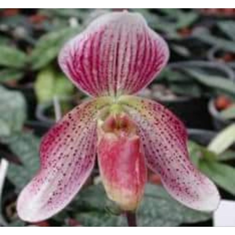 Paph.callosum HY.529 x Paph.concolor'6204' รองเท้านารีลูกผสมขนาดที่ขาย ...