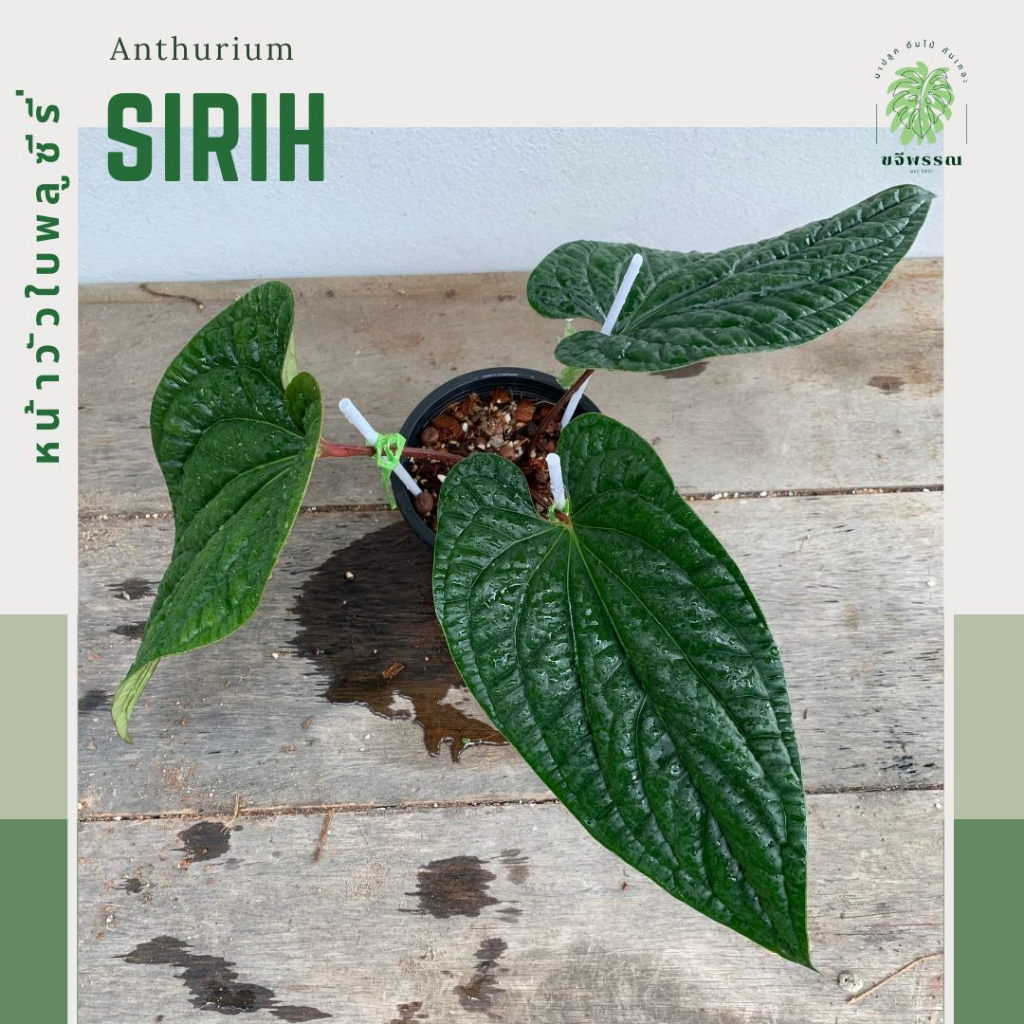 หน้าวัวใบพลูซีรี่ Anthurium sirih ไม้สะสม ไม้หายาก | Shopee Thailand