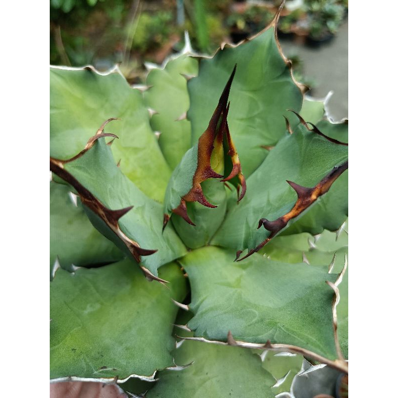 Agave Titanota No.1 Compact | Shopee Thailand