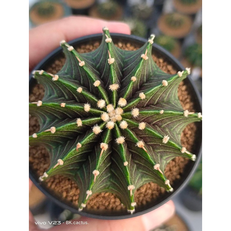 ยิมโน LB2178 13พู ไร้หนาม | Shopee Thailand