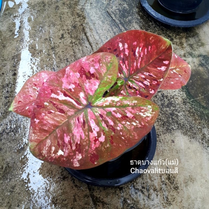 ธาตุบางแก้ว บอนสี Caladium | Shopee Thailand