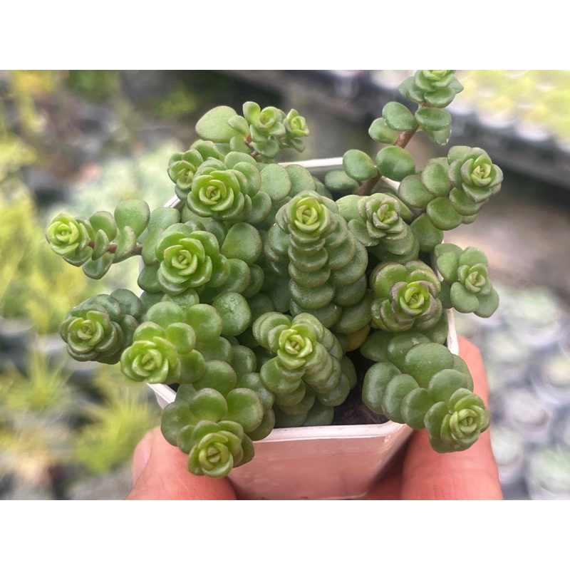 Sedum tetractinum กุหลาบหิน ไม้อวบนำ้ น่ารักๆ กระถาง 2 นิ้ว | Shopee ...
