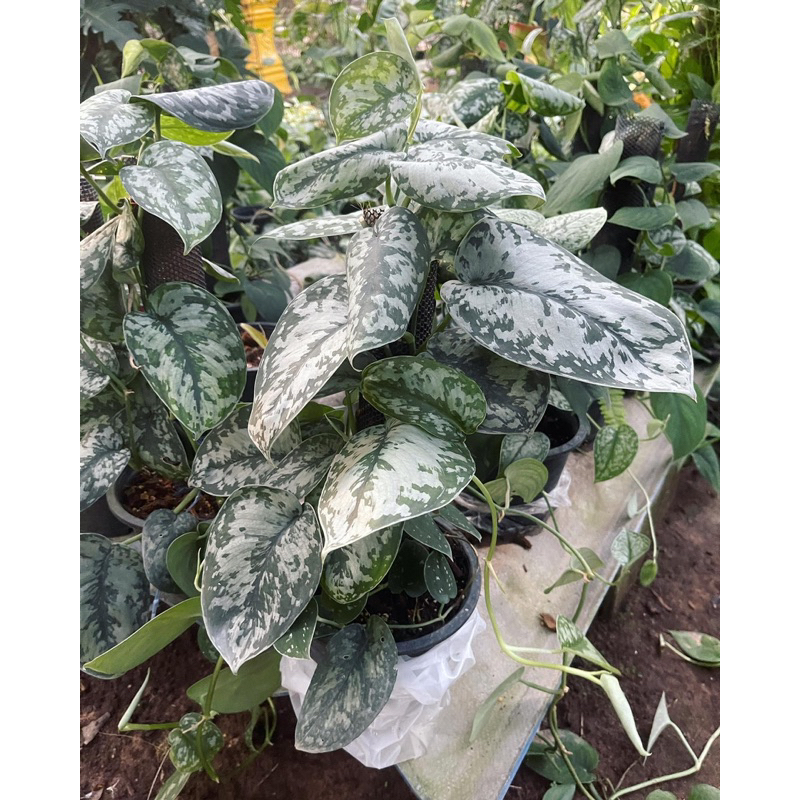 scindapsus silver queen | Shopee Thailand