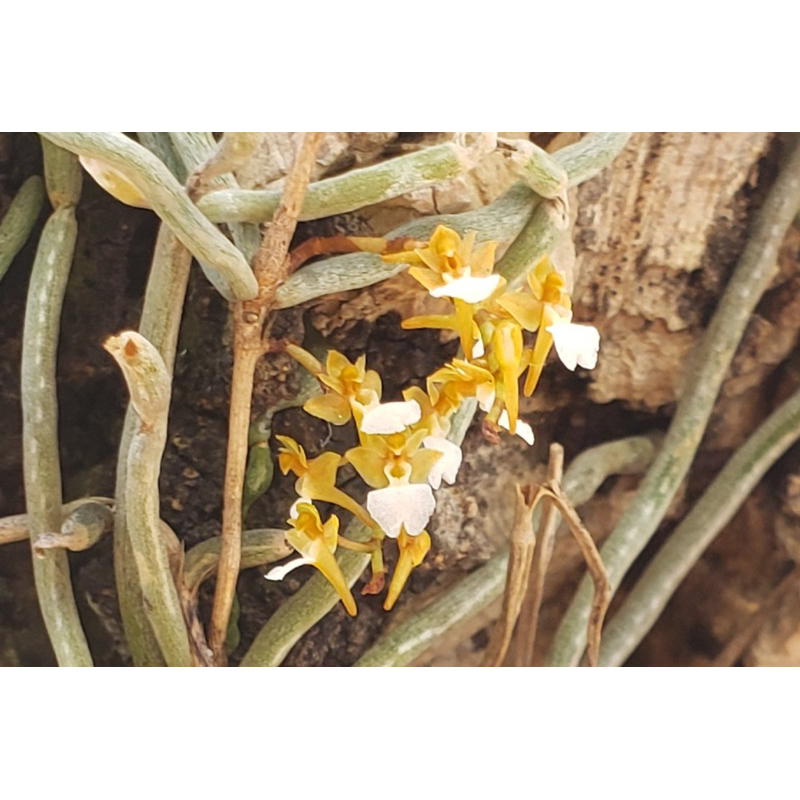 พญาไร้ใบมาดากัสการ์ microcoelia cornuta กล้วยไม้มาดากัสการ์หายาก ดอก ...