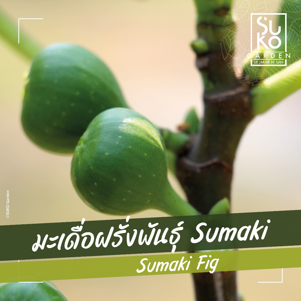 ต้นมะเดื่อฝรั่ง Sumaki | Shopee Thailand