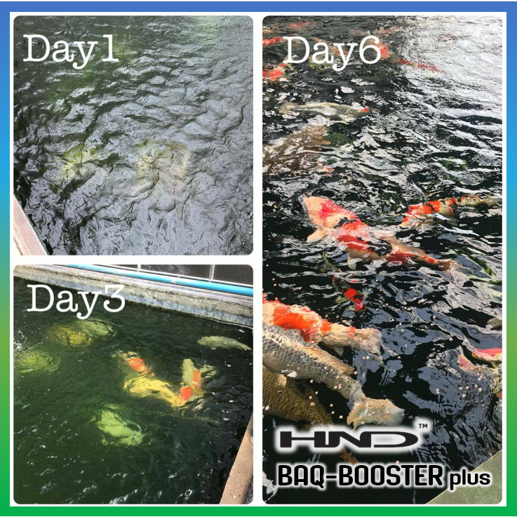 🐟 BAQ Booster plus จุลินทรีย์บำบัดน้ำชนิดเม็ด สำหรับบ่อปลา ตู้ปลา บ่อ ...