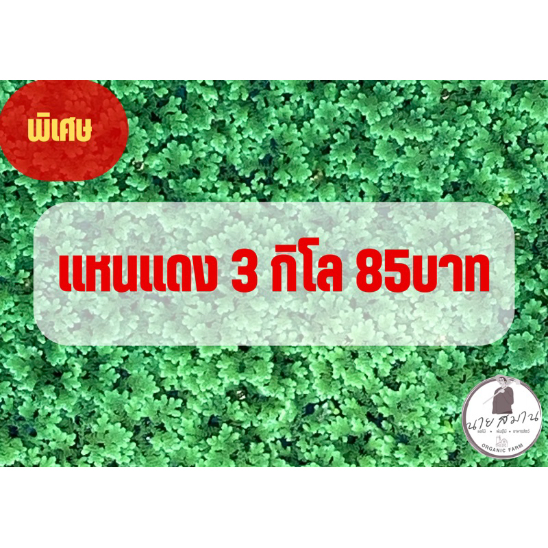แหนแดง อะซอลล่า ไมโครฟิลล่า 3kg 85บาท | Shopee Thailand