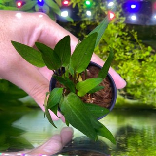 คริป Cryptocoryne petchi i พร้อมปลูก (ต้นไม้น้ำ) ***กรุณาอ่านรายละเอียด ...