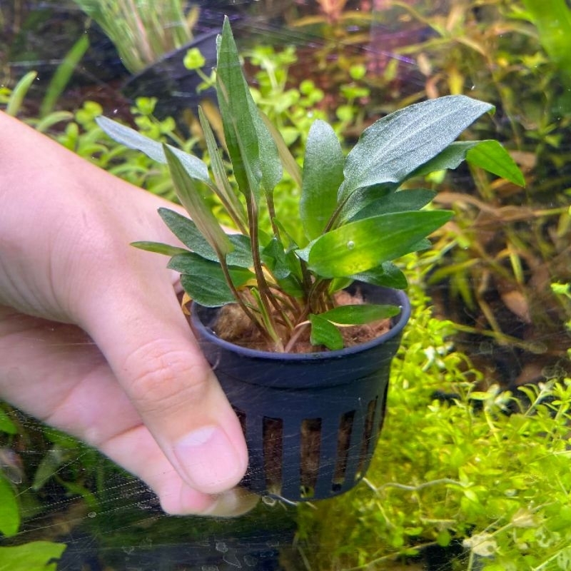 คริป Cryptocoryne petchi i พร้อมปลูก (ต้นไม้น้ำ) ***กรุณาอ่านรายละเอียด ...