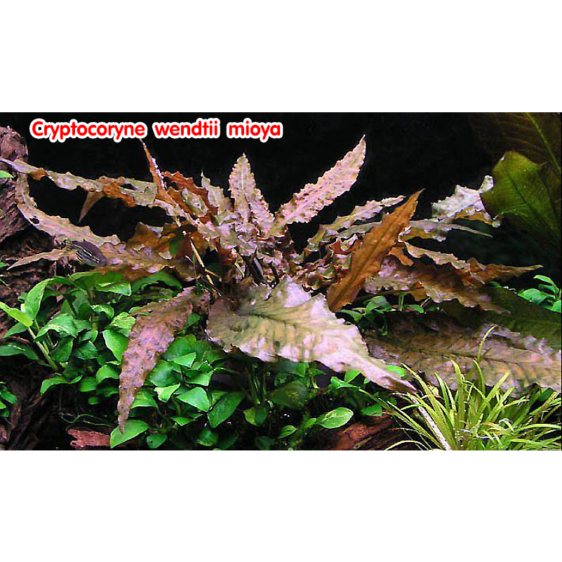 Cryptocoryne wendtii mioya คริปมิโอย่า พร้อมปลูก ต้นไม้น้ำตกแต่งตู้ปลา ...