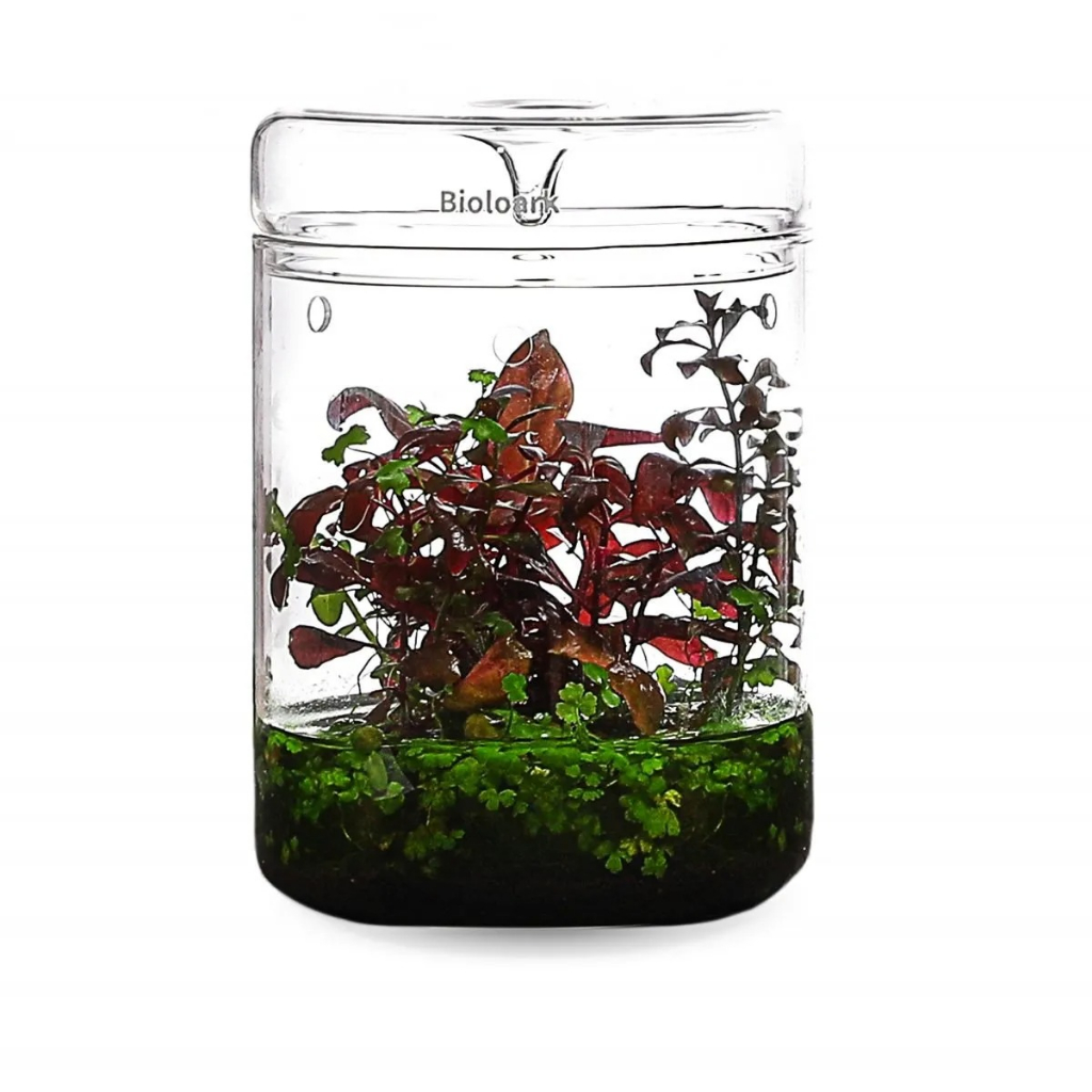Bioloark Dew Cup Terrarium โหลแก้วเทอราเรี่ยม โหลเลี้ยงต้นไม้ MY-120 MY ...