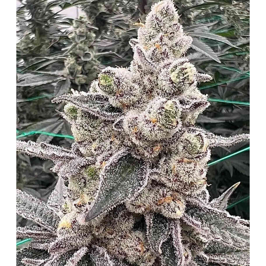 1/2 [แบ่ง]In House Genetics ALL Strains 2023 | Shopee Thailand