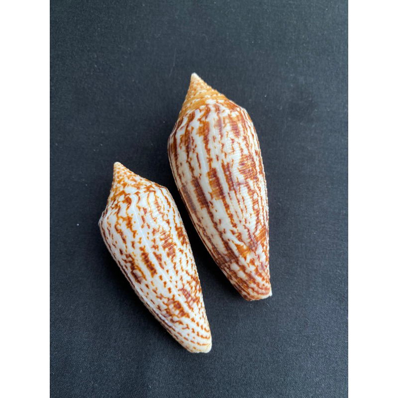หอยสังข์ทรงกรวย Brown vertically striped cone conch shell zanlong ...