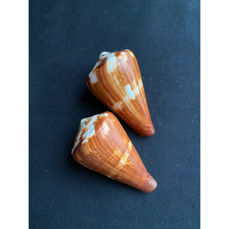 กรวยสีน้ำตาล General Cone Conch shell 6-8cm jiang | Shopee Thailand