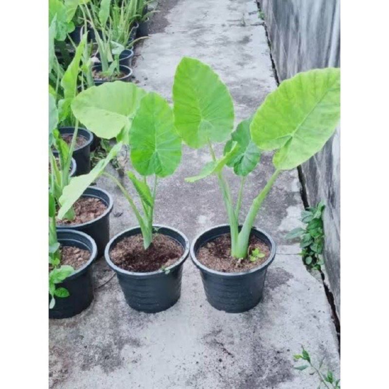 ต้นออดิบ ต้นอ้อดิบ ต้นทูน ต้นคูน หรือตูน (พร้อมปลูก) | Shopee Thailand