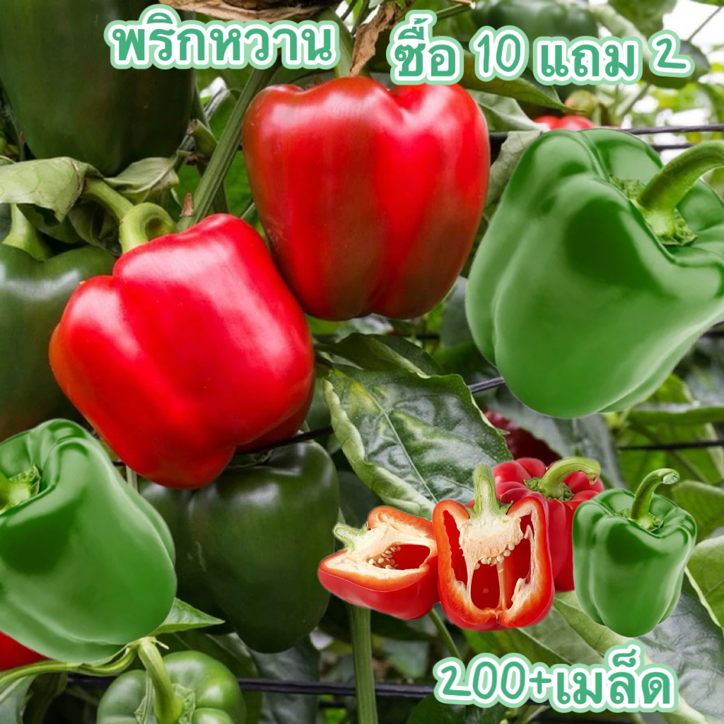 เมล็ดพันธุ์ พริกหวาน 200+เมล็ด [10แถม2]เมล็ดพันธุ์แท้ นำเข้าจากต่าง ...