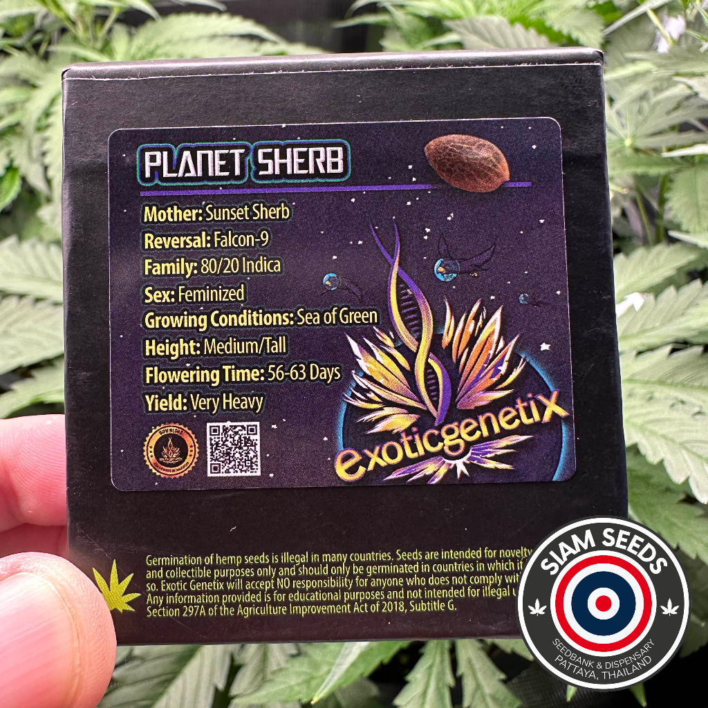 เมล็ดกัญชา Exotic Genetix Planet Sherb Fem Cannabis Seeds (Pack of 6 ...