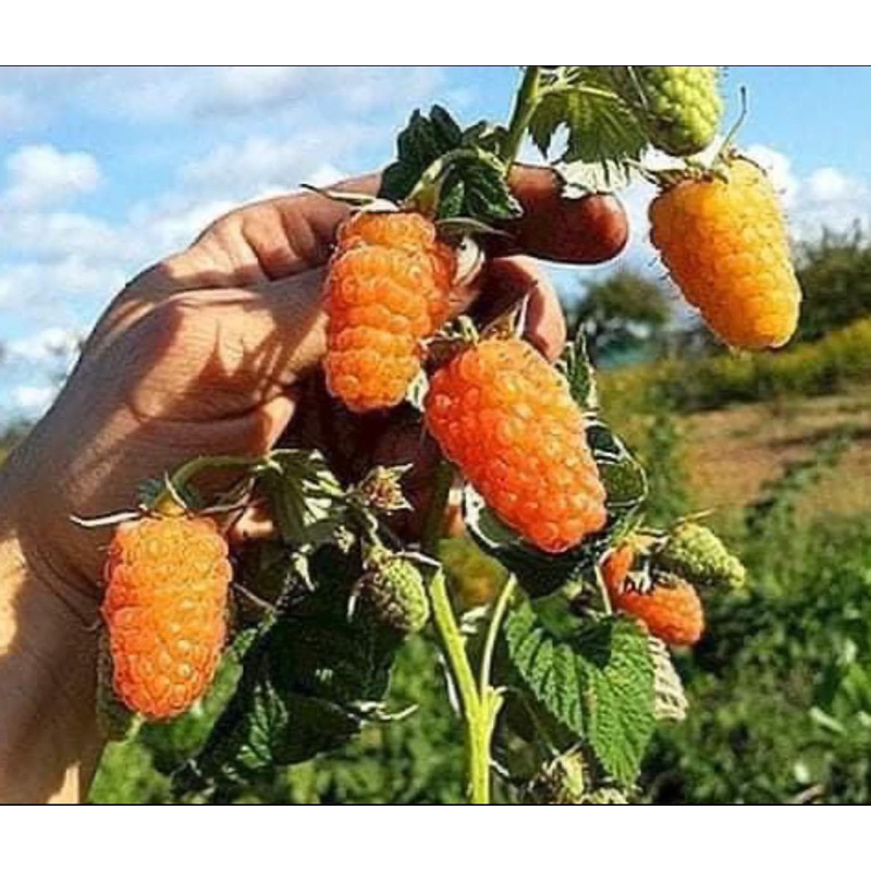 พันธุ์ใหม่‼️ต้นราสเบอรี่ลูกสีส้ม Orange Miracle | Shopee Thailand