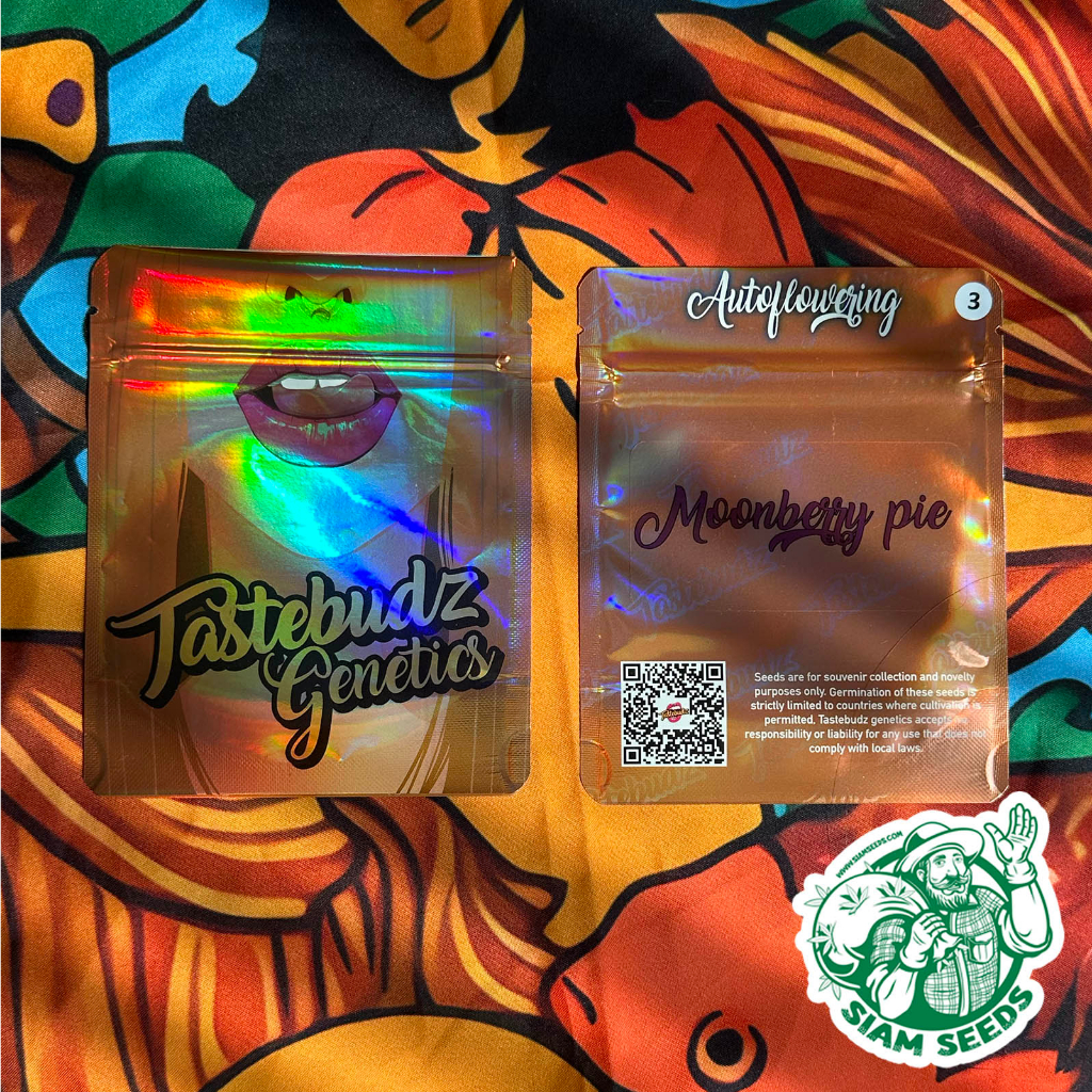 เมล็ดกัญชา Tastebudz Genetics Moonberry Pie Auto Cannabis Seeds (Pack ...