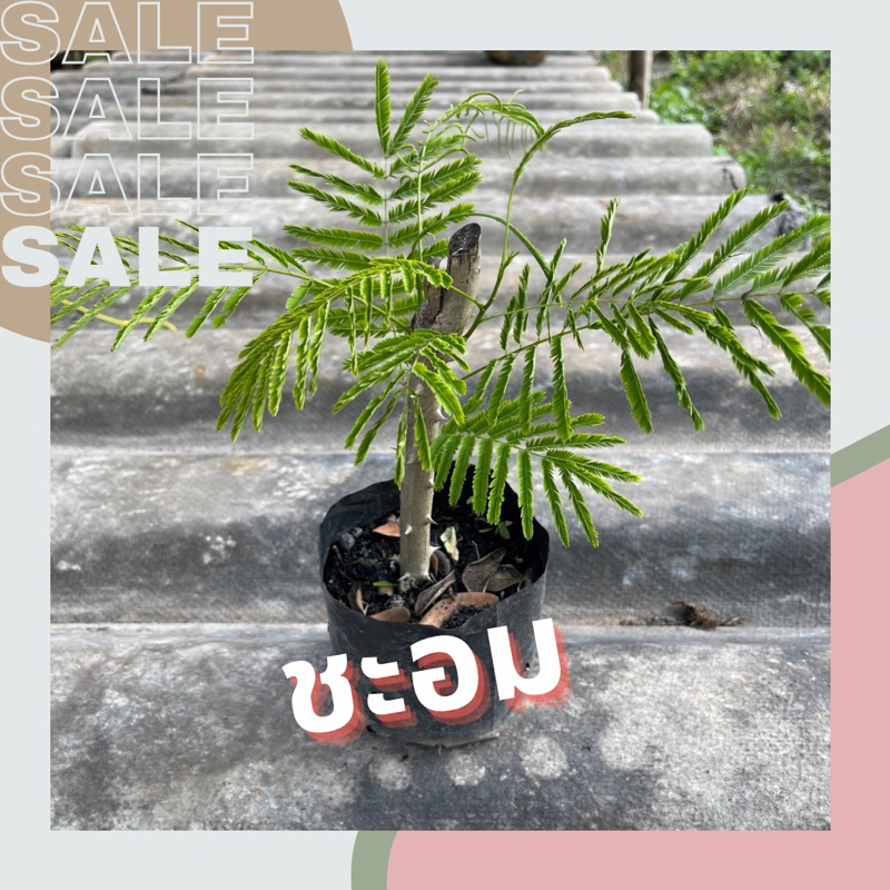 ต้นชะอม พร้อมปลูก ในถุงดำ 3.5 x 7 นิ้ว | Shopee Thailand