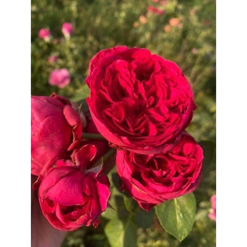 กุหลาบเลื้อย-เรดอีเดน RED EDEN ดอกใหญ่ทรงถ้วยเป็นพวง หอมๆ | Shopee Thailand