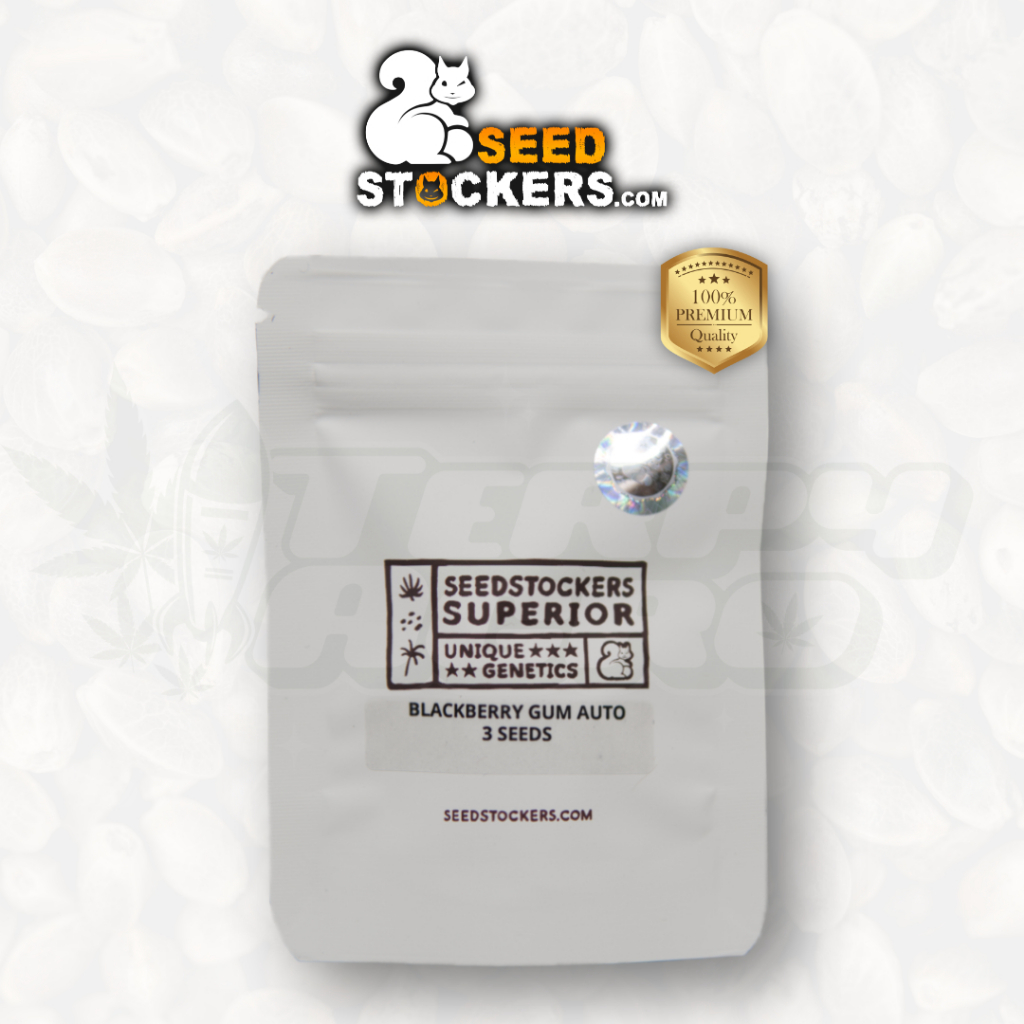 Blackberry Gum (Auto) - Seedstockers เมล็ด กัญชา นำเข้าแท้100% เมล็ดเพศ ...