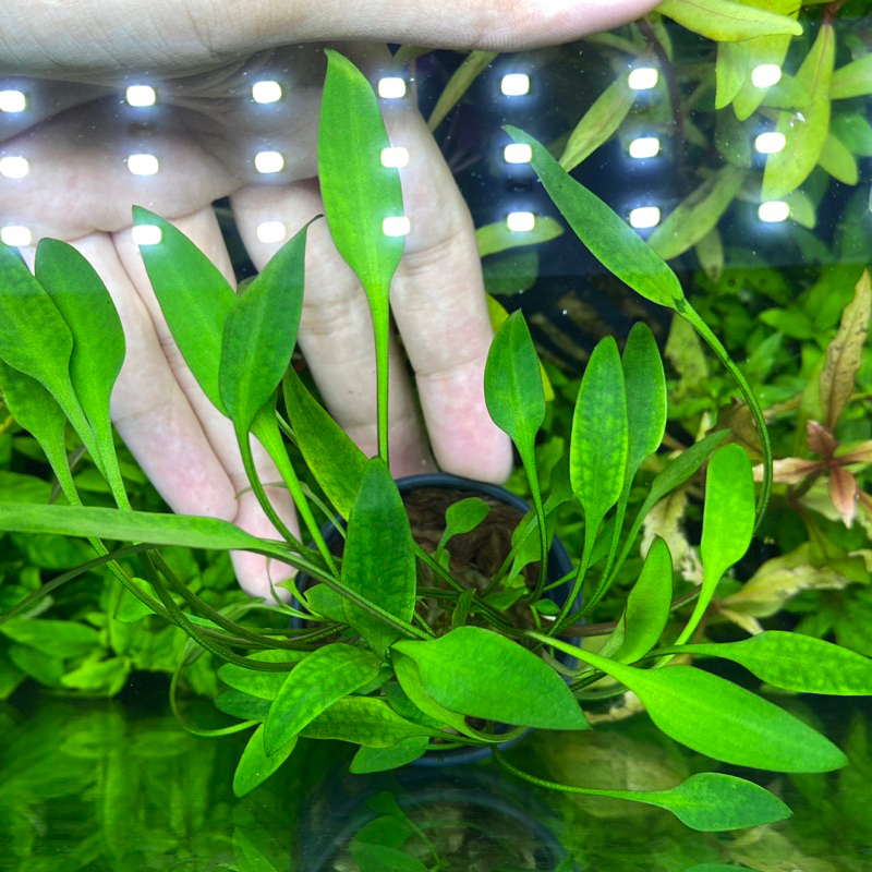 cryptocoryne lutea (คริป ลูเทีย) | Shopee Thailand