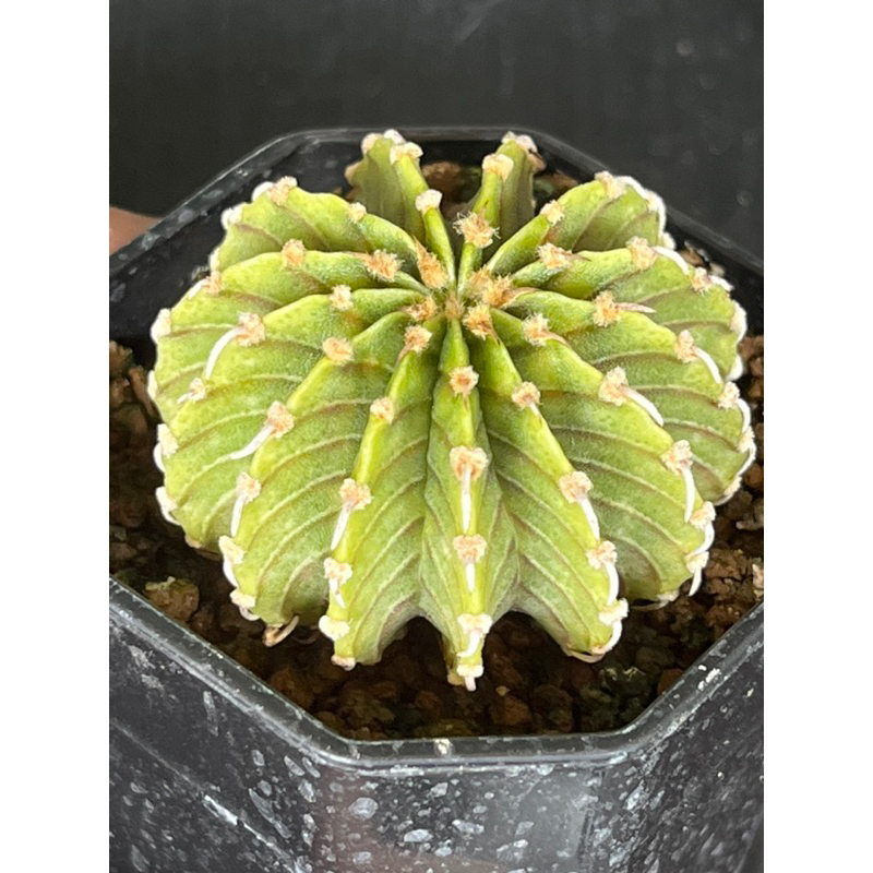 LB2178ตองอ่อน 13 พู เชื้อคริส | Shopee Thailand