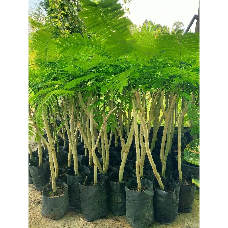 ชะอม ต้นชะอม ติดรากแล้ว พร้อมลงปลูก ชุดละ 2ต้น | Shopee Thailand