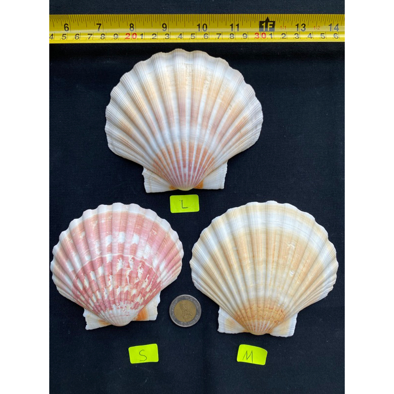 หอยเชลล์ขาวตัวใหญ่ 5 ชิ้น big white sallop shell 10-13cm A grade high ...