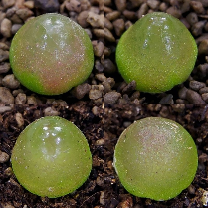 Conophytum burgeri เบอเกอร์รี่หรือเยลลี่ พร้อมส่ง | Shopee Thailand