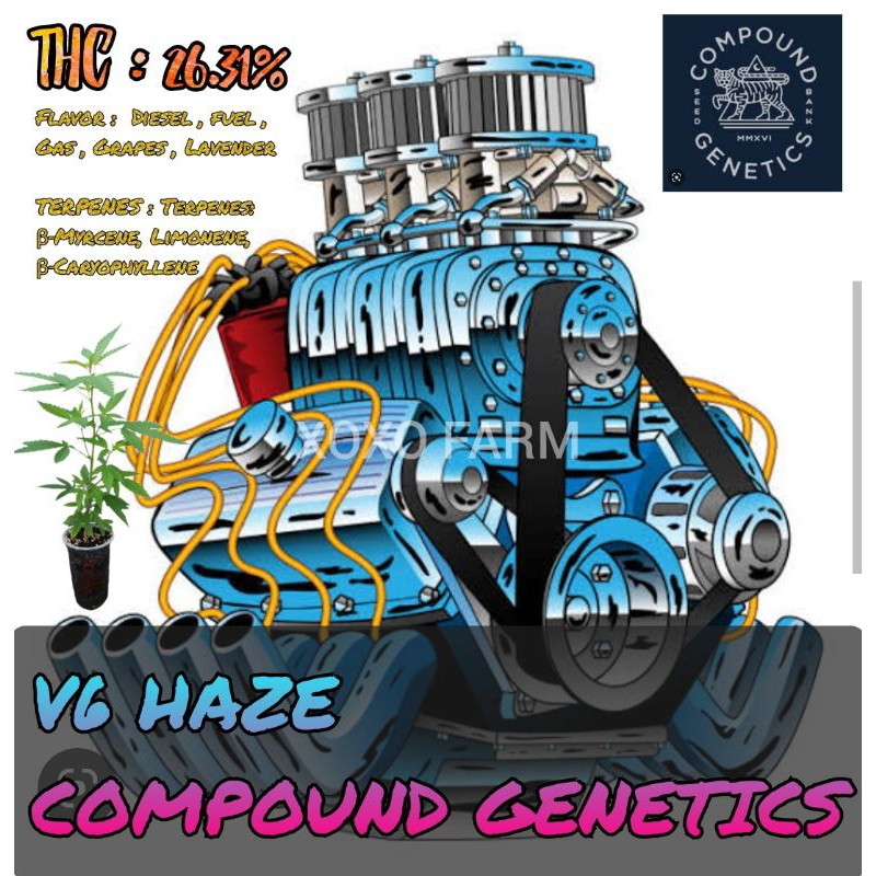 กิ่งชำกัญชา V6 HAZE ค่าย COMPOUND GENETICS โฟโต้ เมียแท้ 100℅ | Shopee ...